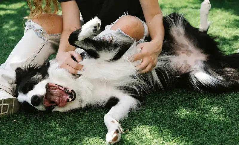 Healthy Dog & Cat Supplements + Treats | PetWell Australia